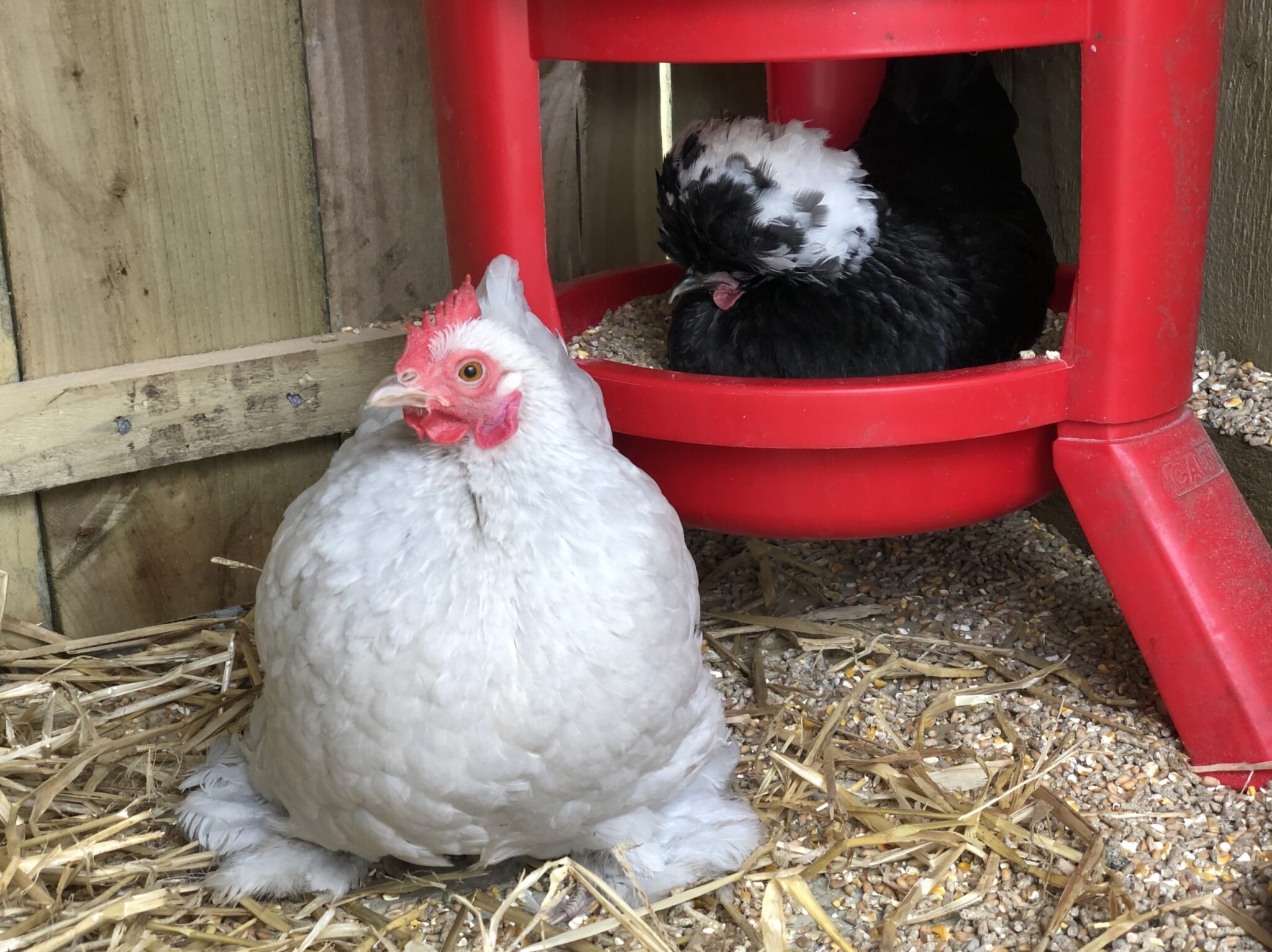 Poultry Paradise in Scotland - Backyard Poultry